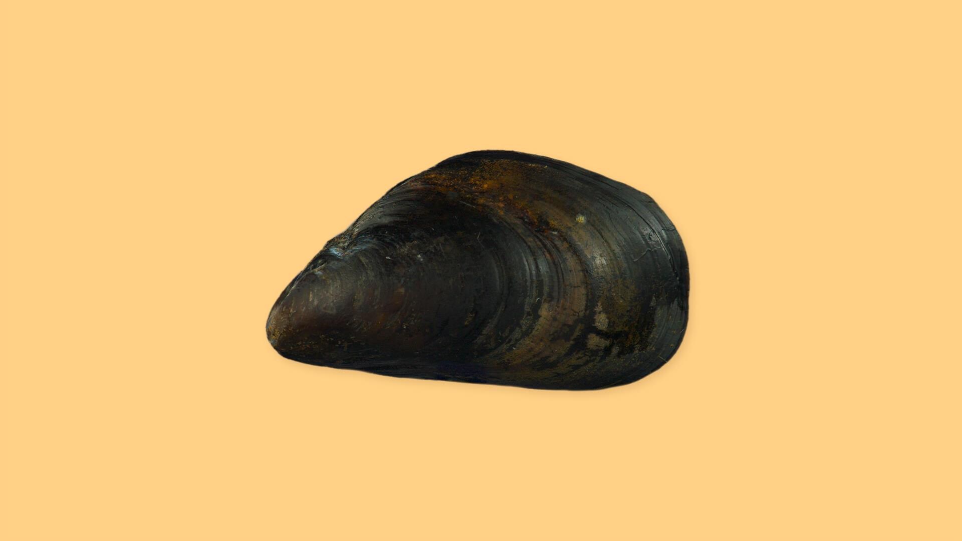 Moules à la marinière | Mordu