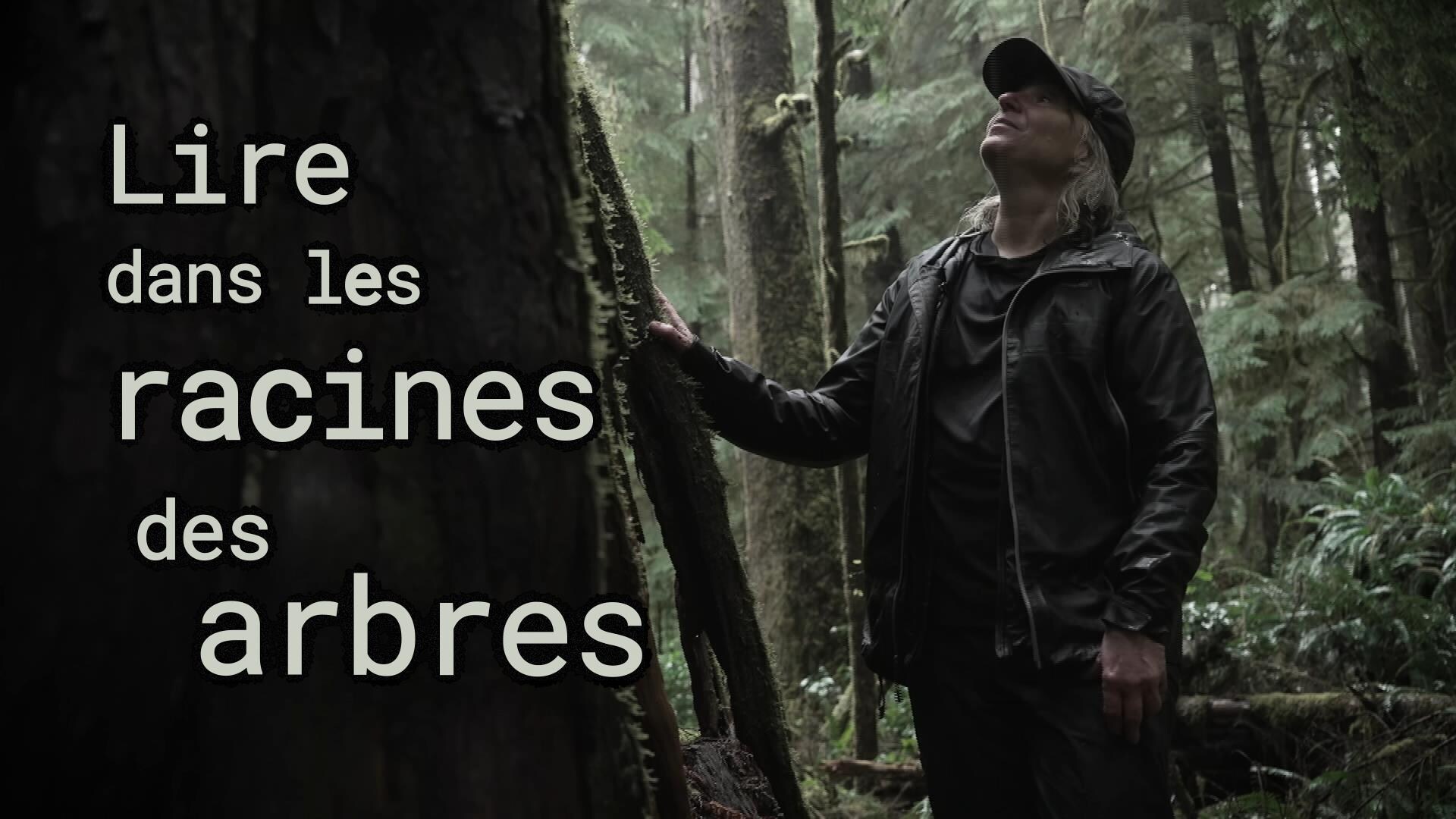 Les secrets des arbres anciens révélés par Suzanne Simard | Info | ICI ...