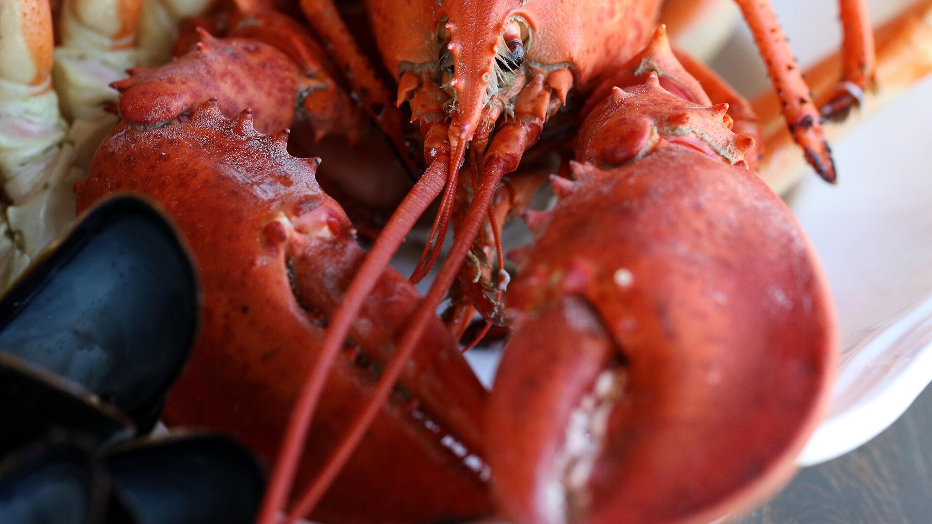 Trois adresses pour découvrir ou redécouvrir le homard de chez nous | Mordu