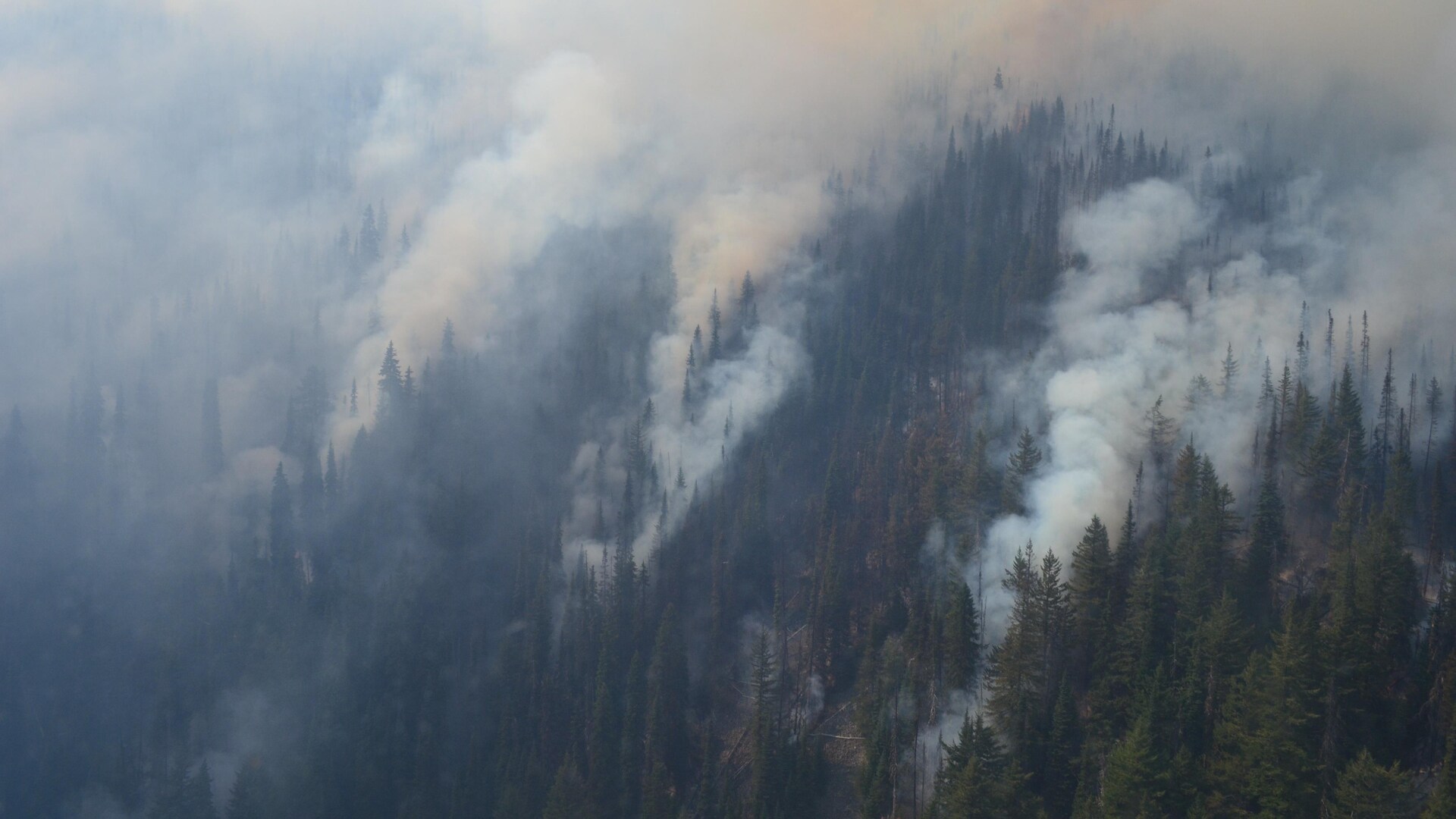 Les feux de forêt gardent tout le monde sur le qui-vive | Info | ICI ...