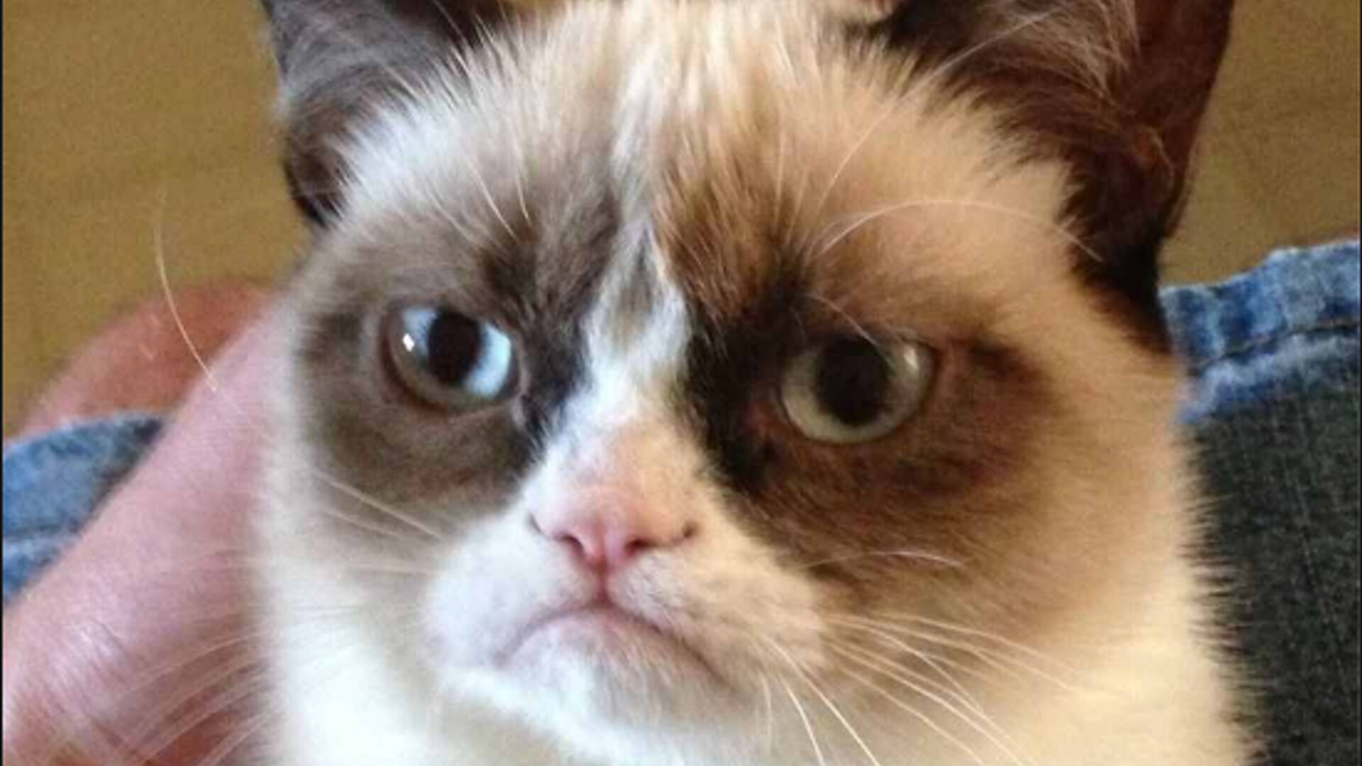 Adieu Grumpy Cat | Info | ICI Radio-Canada.ca
