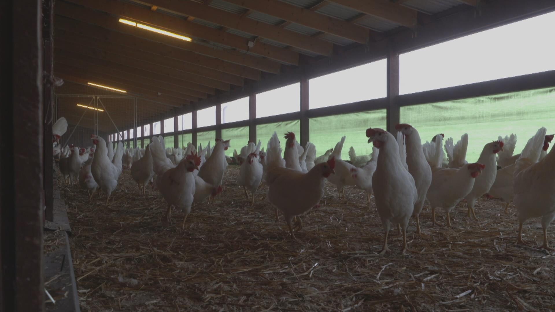 La Suède, pays des poules en liberté | Info | ICI Radio-Canada.ca