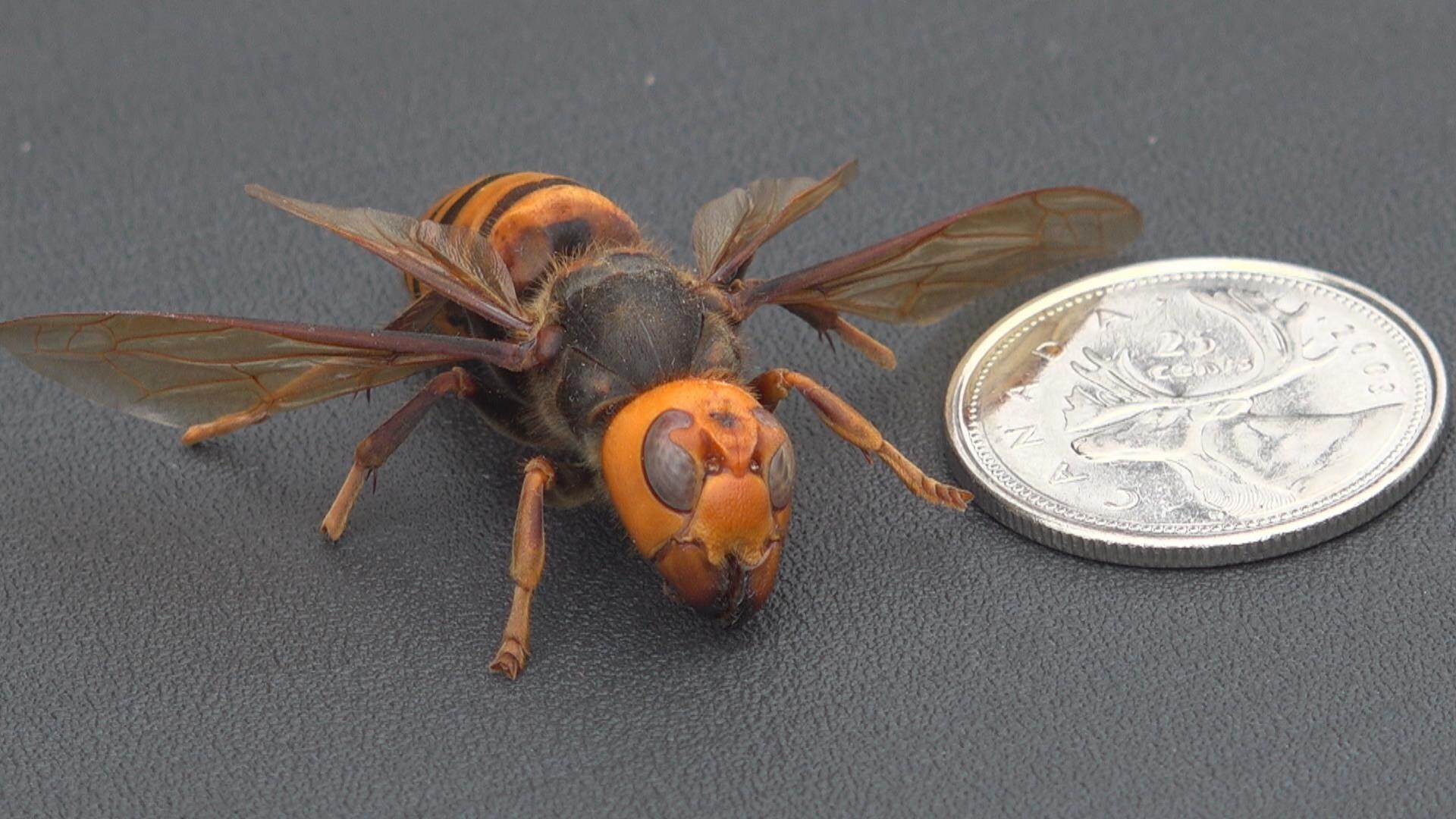 La chasse aux frelons | Info | ICI Radio-Canada.ca