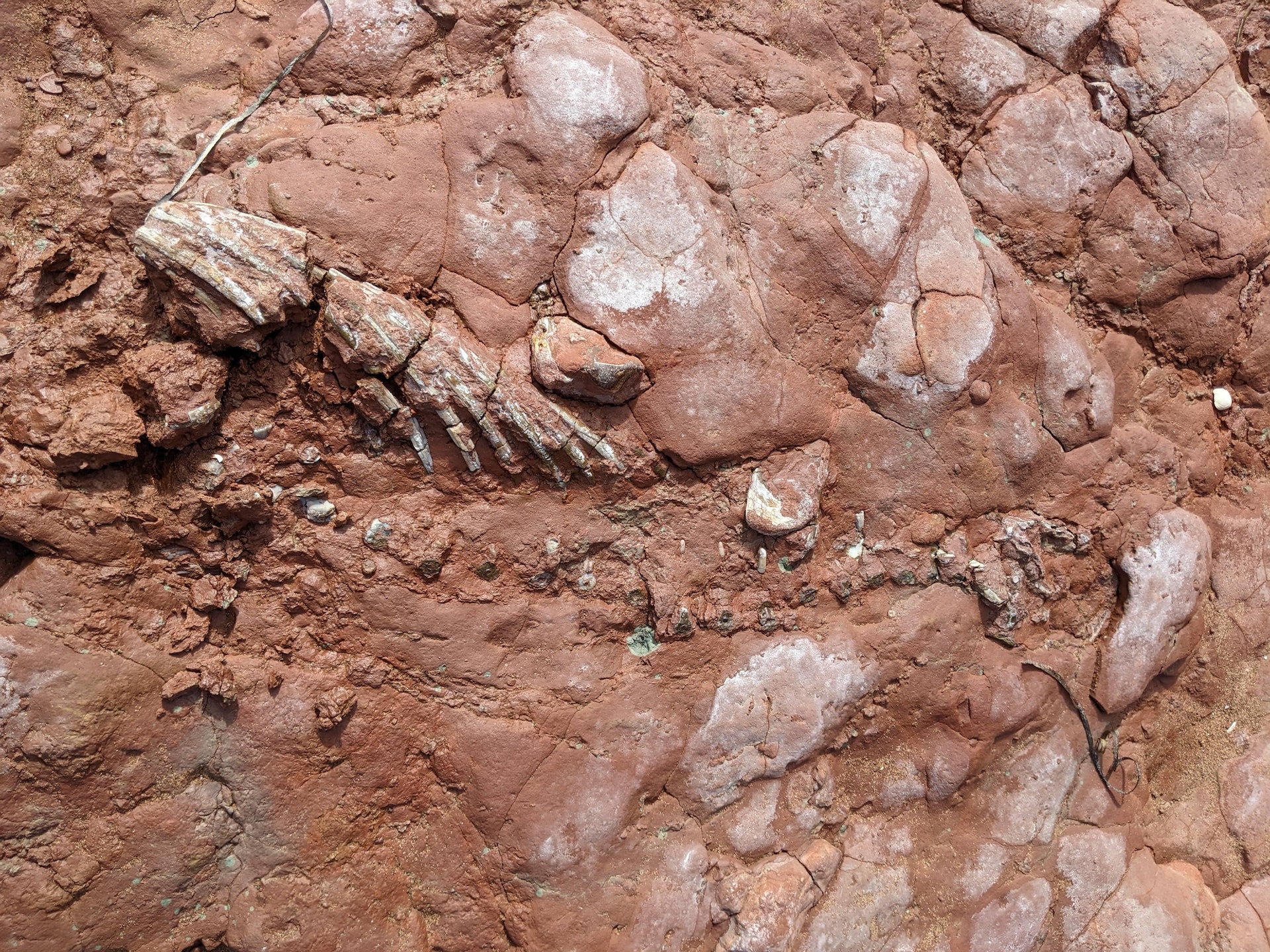 Il y a encore beaucoup de fossiles à découvrir dans les Maritimes, dit ...