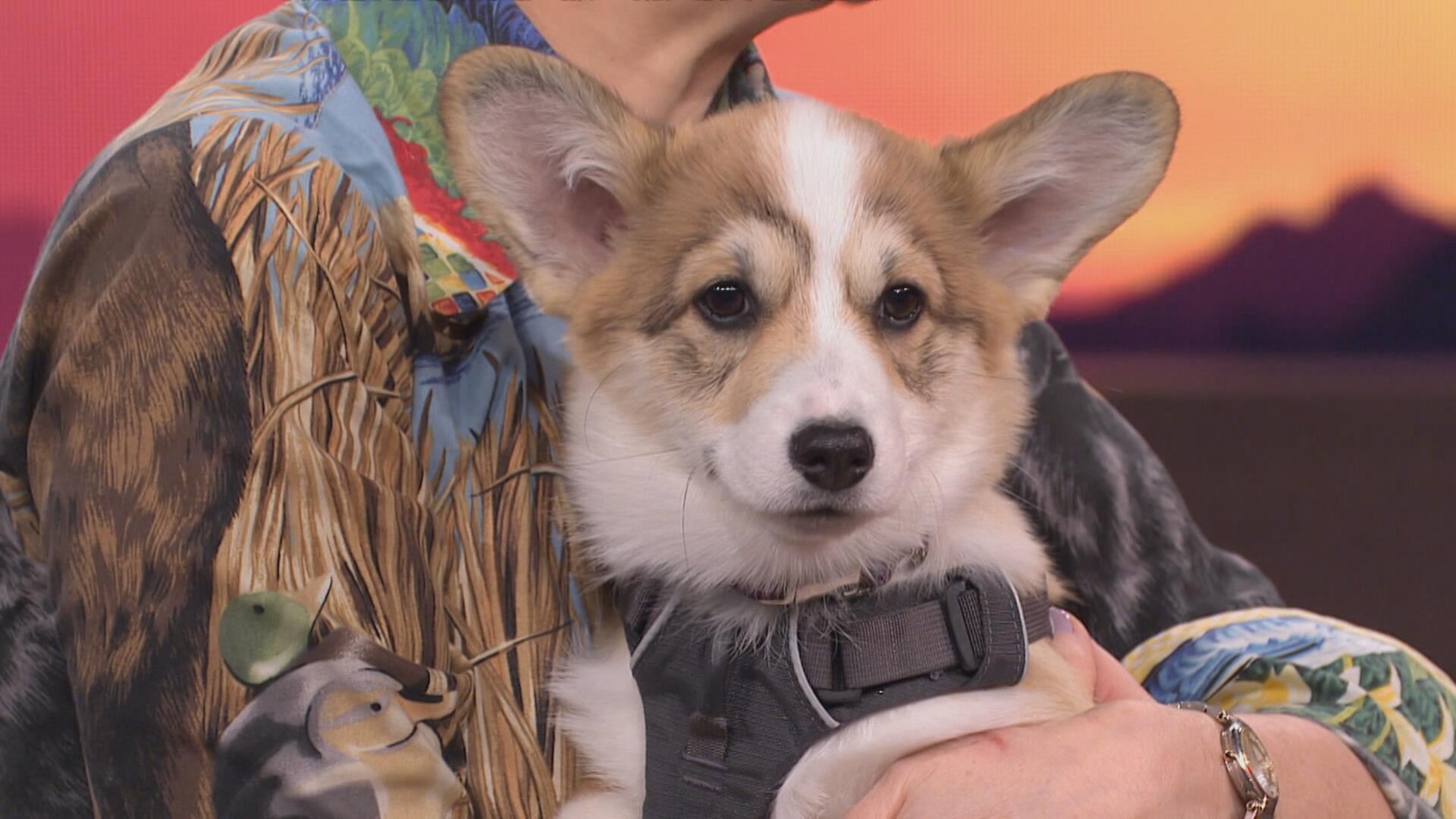 Les «corgis» : la race de chiens préférée à la reine | Vidéos | ICI ...