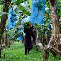 L’histoire pas banale de la banane Gros Michel | OHdio | Radio-Canada