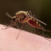 Un plus grand nombre de maringouins à prévoir cet été | OHdio | Radio ...