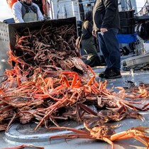 La récupération des carcasses de crustacés, et des algues riches en ...