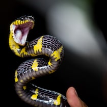 L’impressionnant système digestif des serpents | OHdio | Radio-Canada