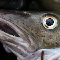 Bilan des 30 ans de moratoire sur la pêche à la morue | OHdio | Radio ...