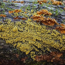 L’étonnant blob, un organisme vivant qui sait rentabiliser son unique ...