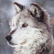 Le loup gris, la fascination du photographe animalier Jean-Simon Bégin ...