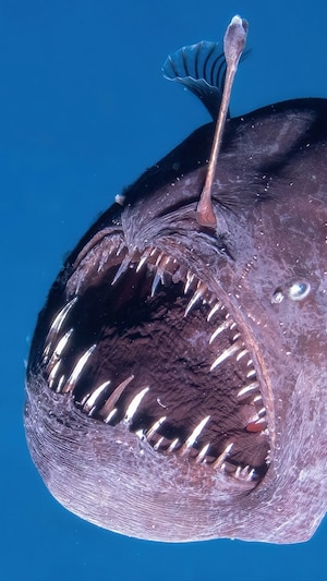 Ce « monstre » des fonds marins filmé à la surface pour la 1re fois ...