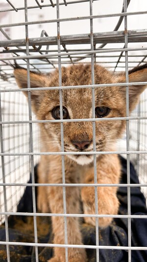 Nouvelles du Manitoba, météo | Radio-Canada