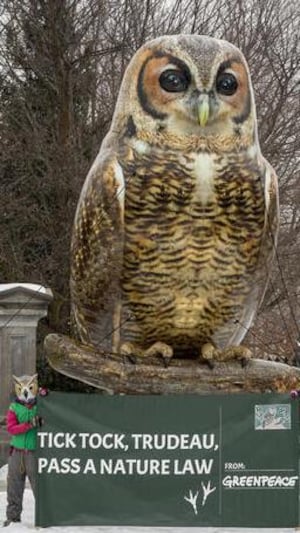 Une chouette géante devant la résidence de Justin Trudeau | Brève ...