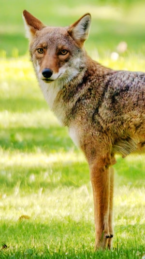 Un ado mordu par un coyote à Orléans | En bref | Radio-Canada