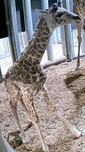 Quel nom pour la girafe Masaï née au Zoo de Toronto? | En bref | Radio ...