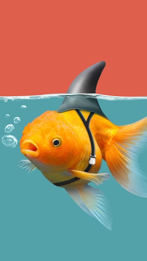 Les meilleurs poissons d'avril dans la région | En bref | Radio-Canada