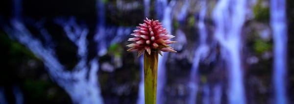 COP16 : les femmes autochtones, piliers de la biodiversité | Radio-Canada