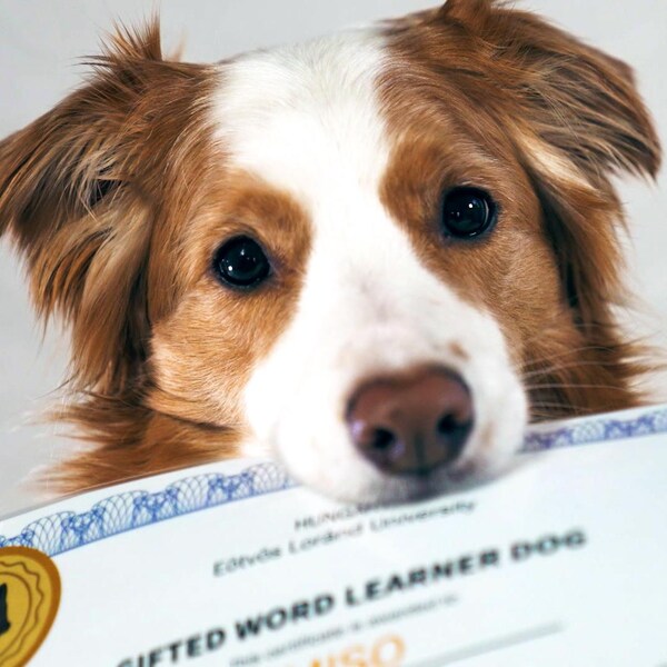 ICI Télé | Radio-Canada.ca