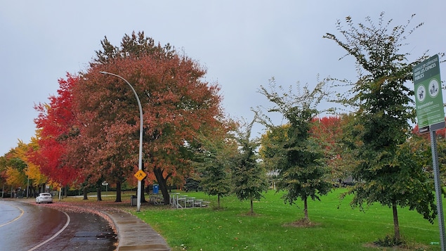 Municipio en Canadá reconoce a los árboles como seres vivos con ...