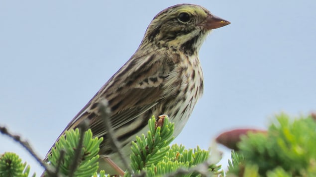 [Reportaje] Conocer para conservar: los retos de las aves en Canadá ...
