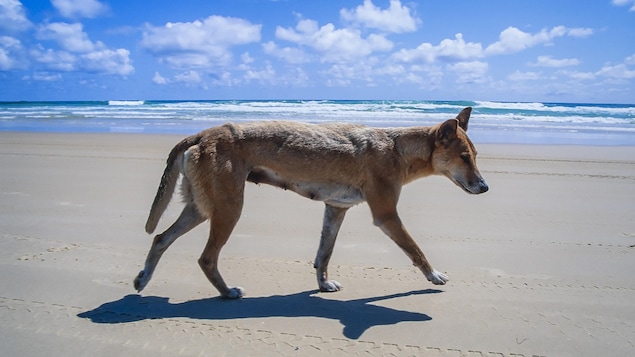 Les dingos n’ont pas tué cette Canadienne en Australie | En bref ...