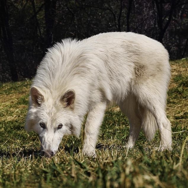Une entreprise dit avoir recréé les loups de Game of Thrones | Brève ...
