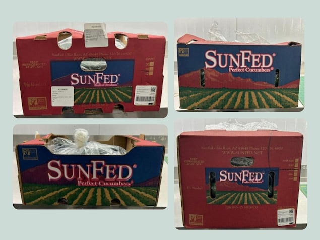 Vos concombres sont peut-être contaminés par la salmonelle | Brève ...