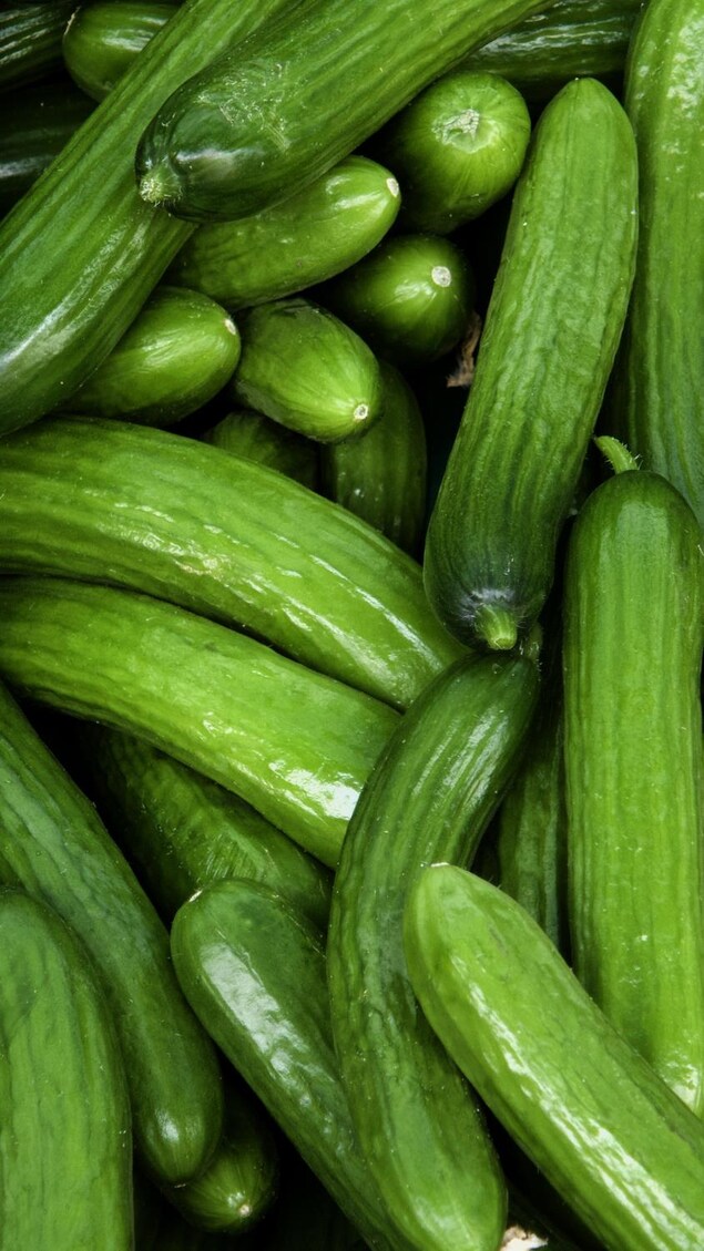 Vos concombres sont peut-être contaminés par la salmonelle | Brève ...