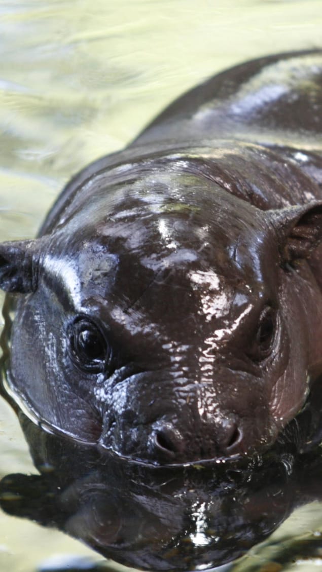 Cet hippopotame devenu viral appartient à une espèce rare | Brève ...