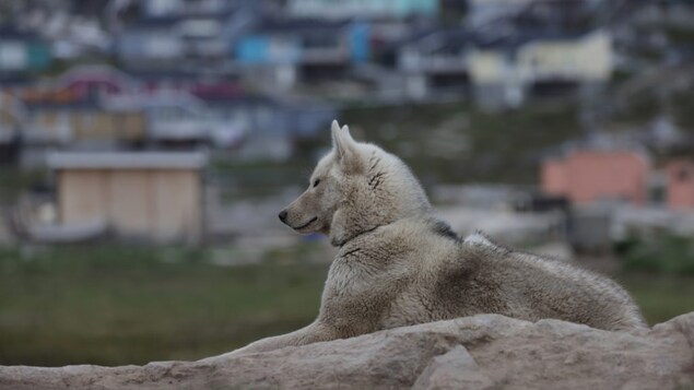 Study explores ties between Greenland sled dogs and arctic wolves ...