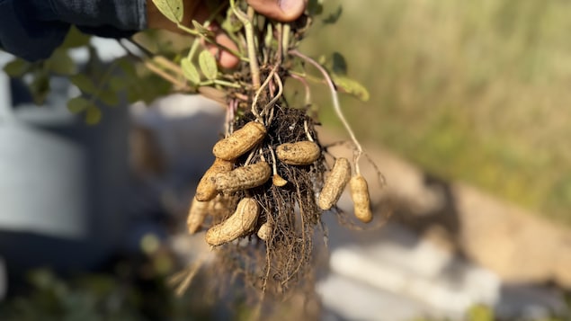 Bientôt du beurre de « pinottes » à base d’arachides québécoises ...