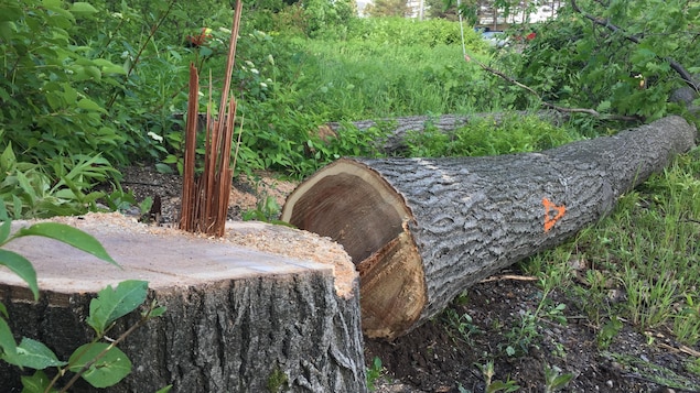 Couper des arbres, bon pour l'environnement ? | Radio-Canada