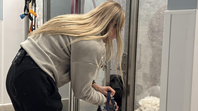 Faut-il mieux encadrer la profession d’éducateur canin? | Radio-Canada