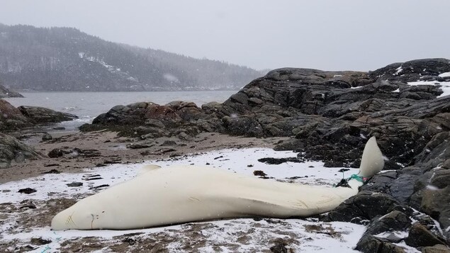 Près d’une vingtaine de bélugas morts retrouvés l’an dernier | Radio ...