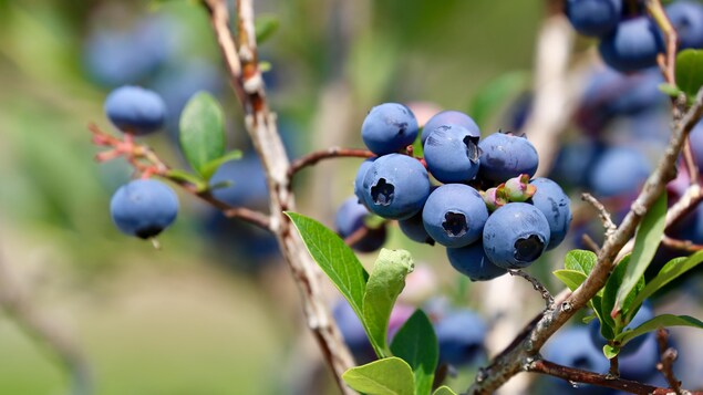 Le temps des bleuets est arrivé en Chaudière-Appalaches | Radio-Canada