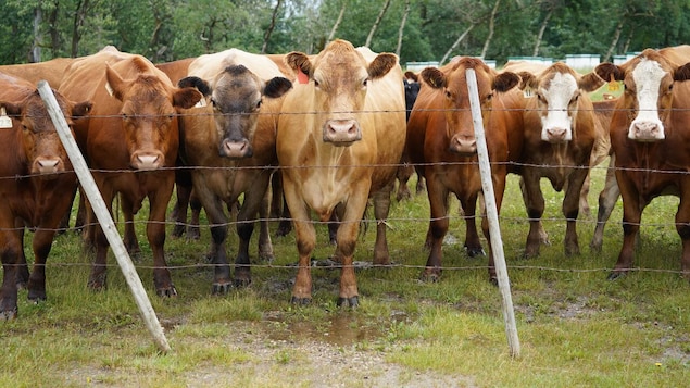 Pilipinas sinuspinde ang beef imports mula sa Canada dahil sa kaso ng ...