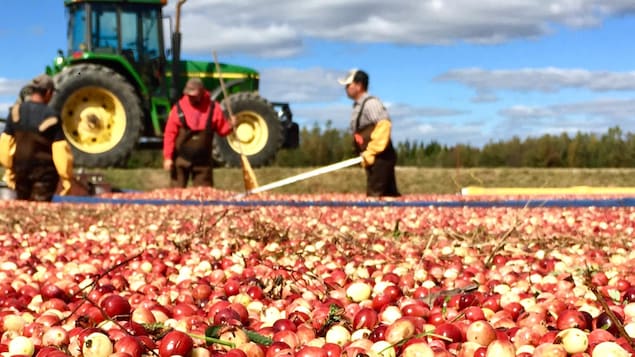 Saison difficile pour les producteurs de canneberges | Radio-Canada.ca