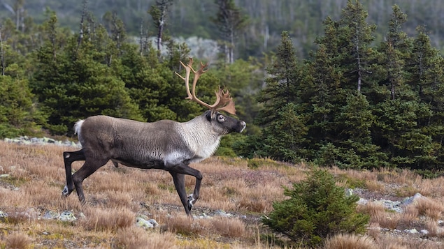 Les 5 femelles caribous de la Gaspésie seront relâchées à la fin du ...