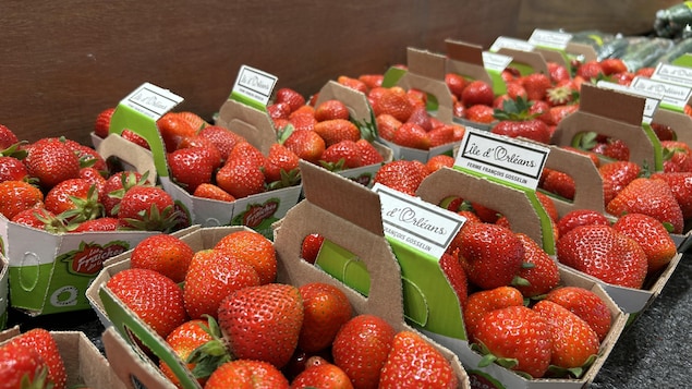 Le temps des fraises est commencé dans la région de Québec | Radio-Canada