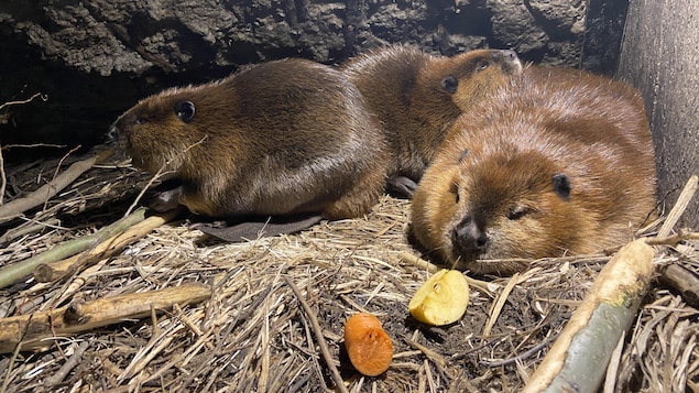 Les apports positifs du castor sur l’environnement | Radio-Canada