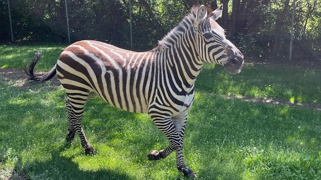 Tras ser rescatadas, cinco cebras viven ahora en el zoológico de ...