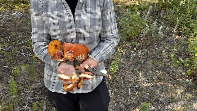 S’initier à la cueillette de champignons entre Nord-Côtières | Radio-Canada