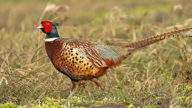 La chasse au faisan permise au Nouveau-Brunswick à l’automne | Radio ...