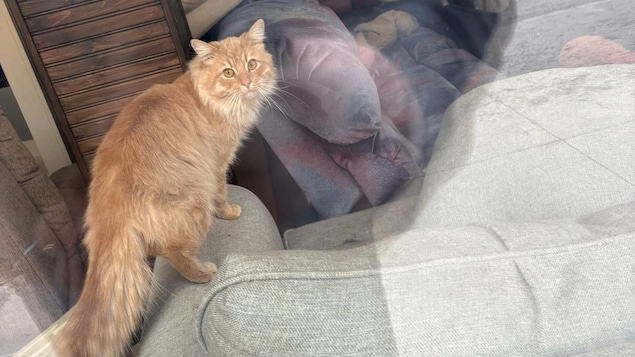 Des chats dans un local insalubre à la vue de tous à Shawinigan | Radio ...