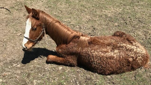 Des chevaux morts et émaciés trouvés dans une ferme | Radio-Canada.ca