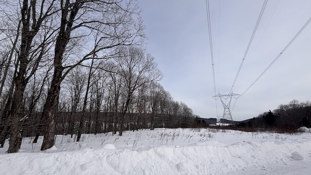 Érables menacés dans Portneuf : les producteurs veulent qu’Hydro-Québec ...