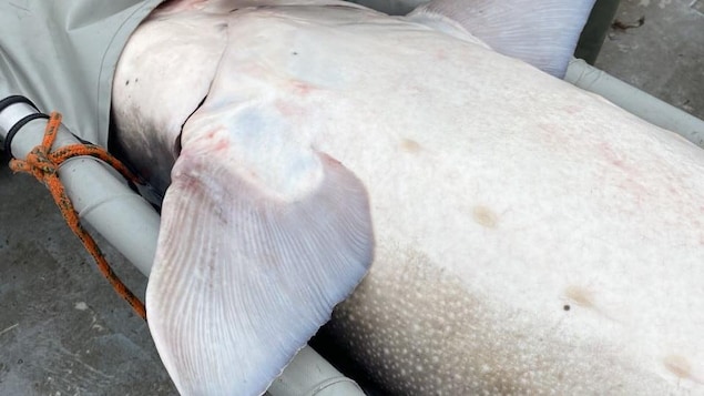 Un esturgeon géant de près de 100 ans pêché en C.-B. | Radio-Canada.ca