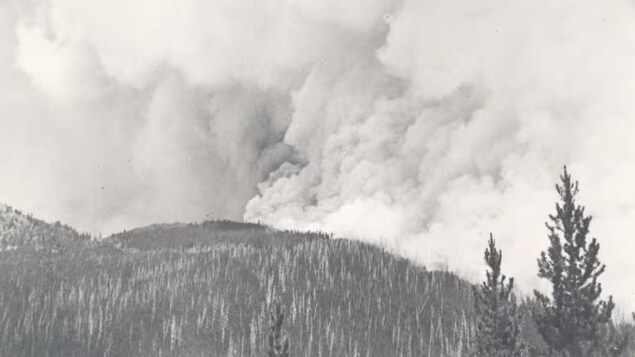 Il y a plus d’un siècle, la forêt de Jasper brûlait souvent. Pourquoi ...